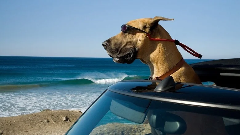 Marmaduke (2010) - Full Cast & Crew List | Bingebase