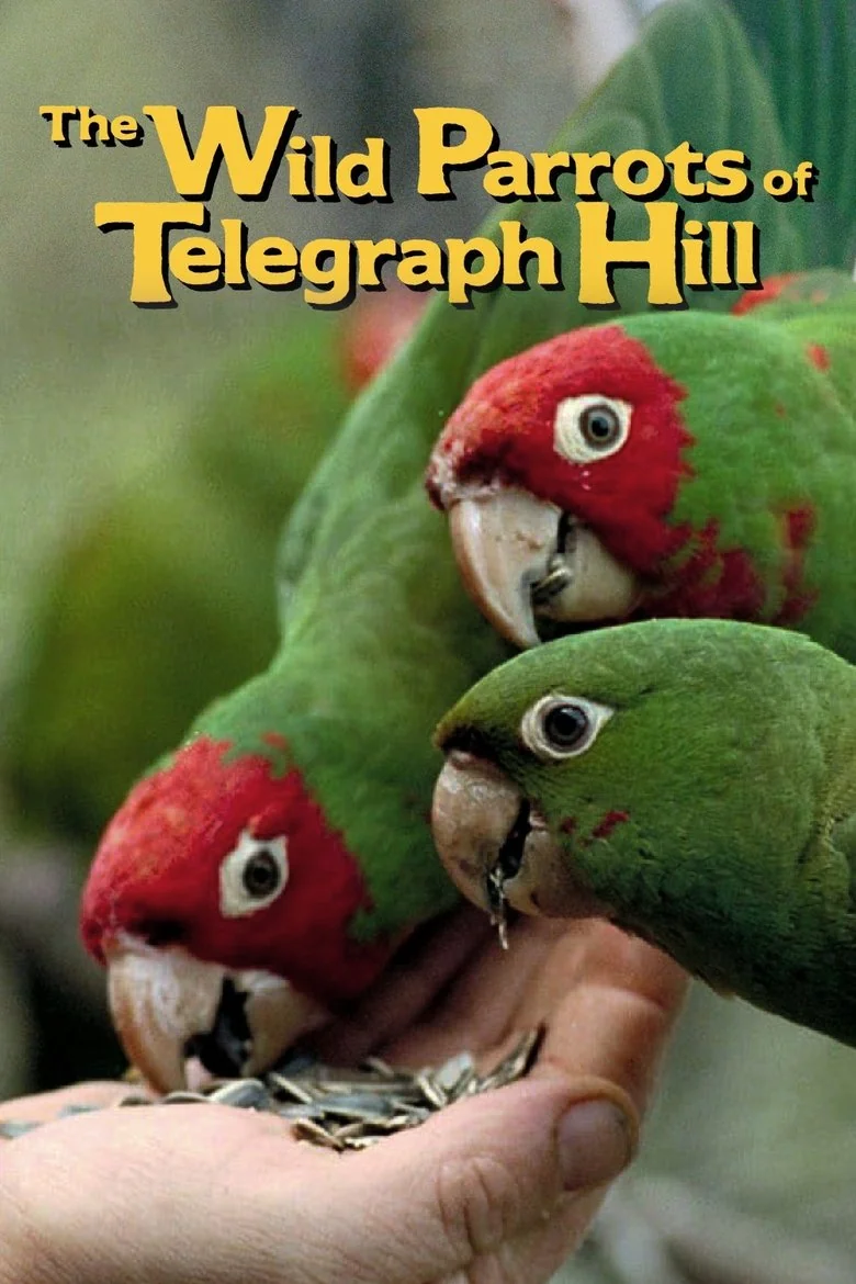 The Wild Parrots of Telegraph Hill (2003) Streaming & VOD Release Date