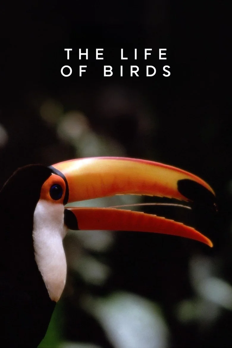 The Life of Birds Season 1 (1998) | Release Date & Episode Guide
